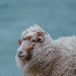 sostenibilidad-textil-olius | Textil Olius